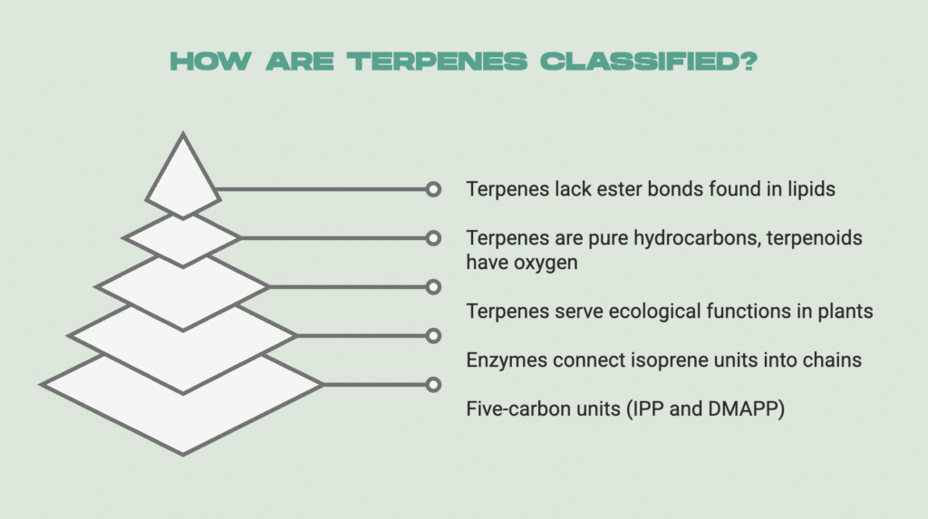 Are Terpenes Lipids? Chemical Structure Guide for Cannabis