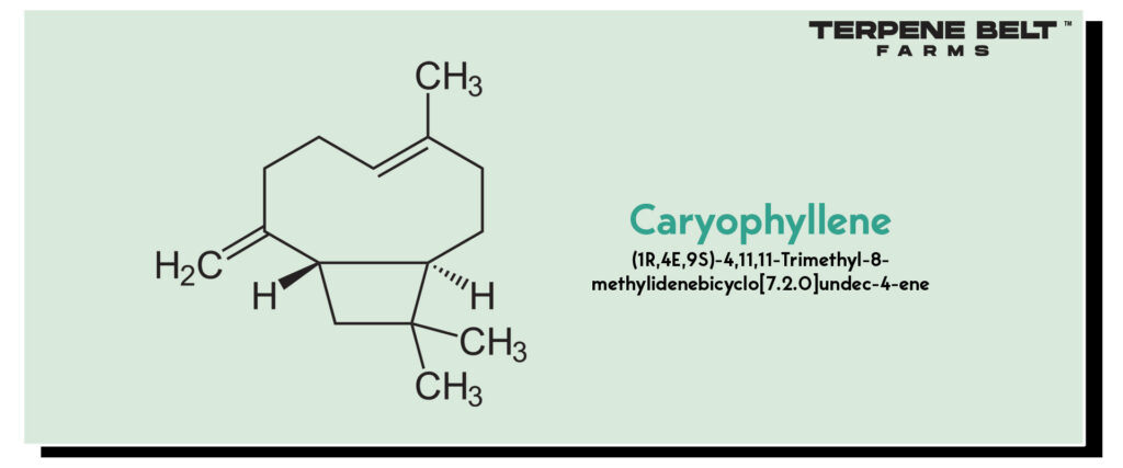 Caryophyllene Terpene: Effects, Strains & Formulation Tips