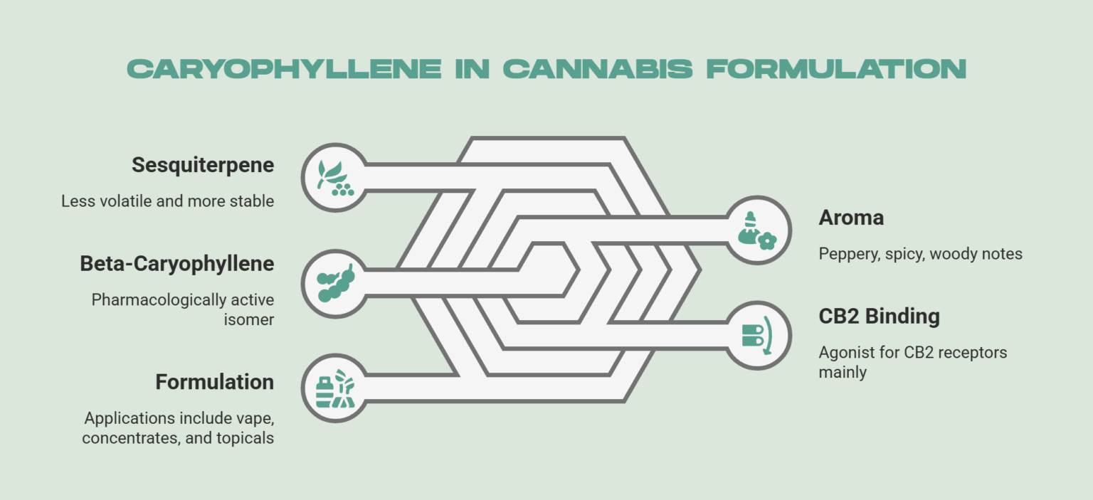 Caryophyllene Terpene: Effects, Strains & Formulation Tips