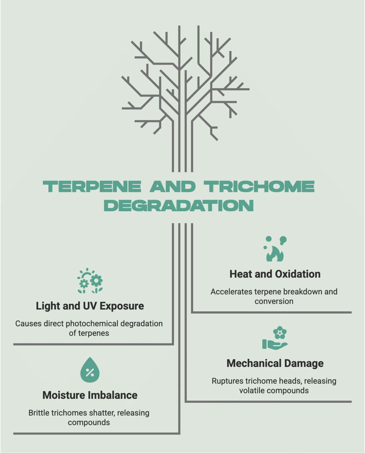 Trichome & Terpene Preservation Guide